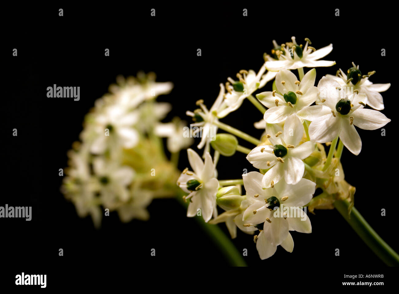 Star of Bethlehem Flower Stem Stock Photo - Alamy
