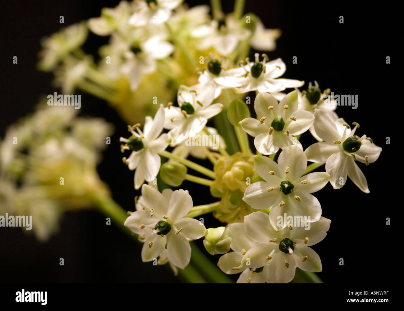 Star of Bethlehem Flower Stem Stock Photo - Alamy