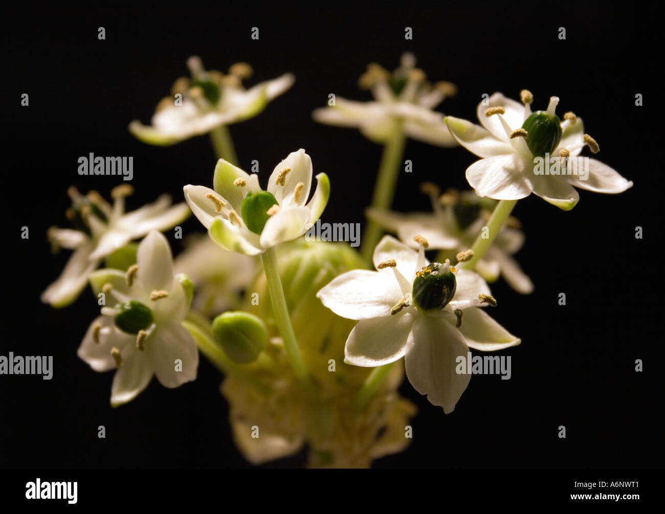 Star of bethlehem flower hi-res stock photography and images - Alamy