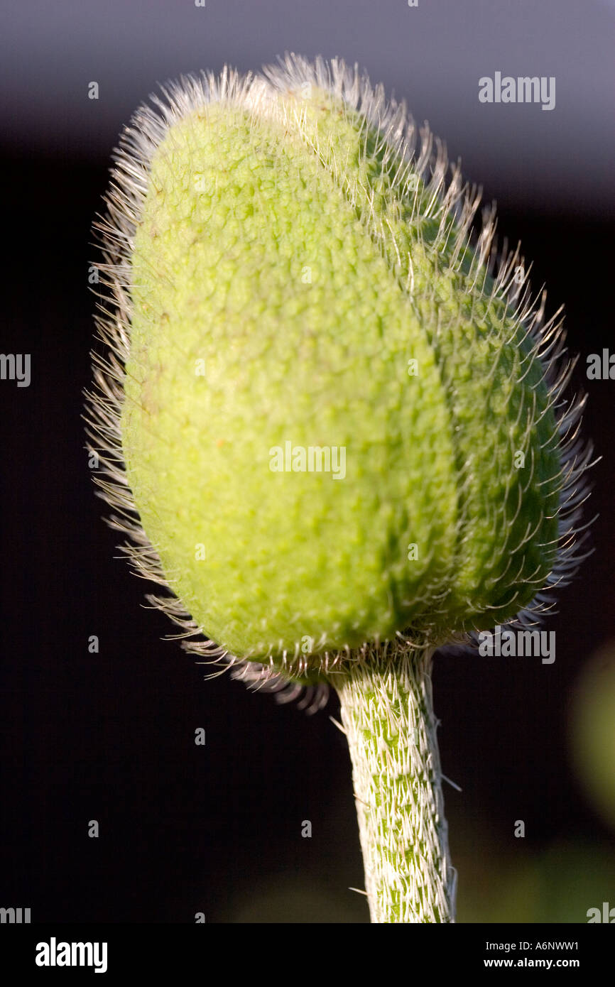 Hairy poppy bud hi-res stock photography and images - Alamy