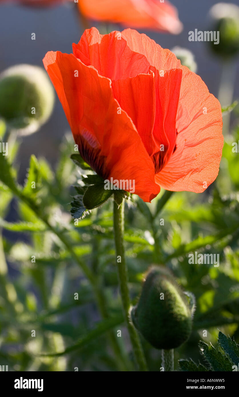 Papaver orientalis oriental poppy red hi-res stock photography and ...