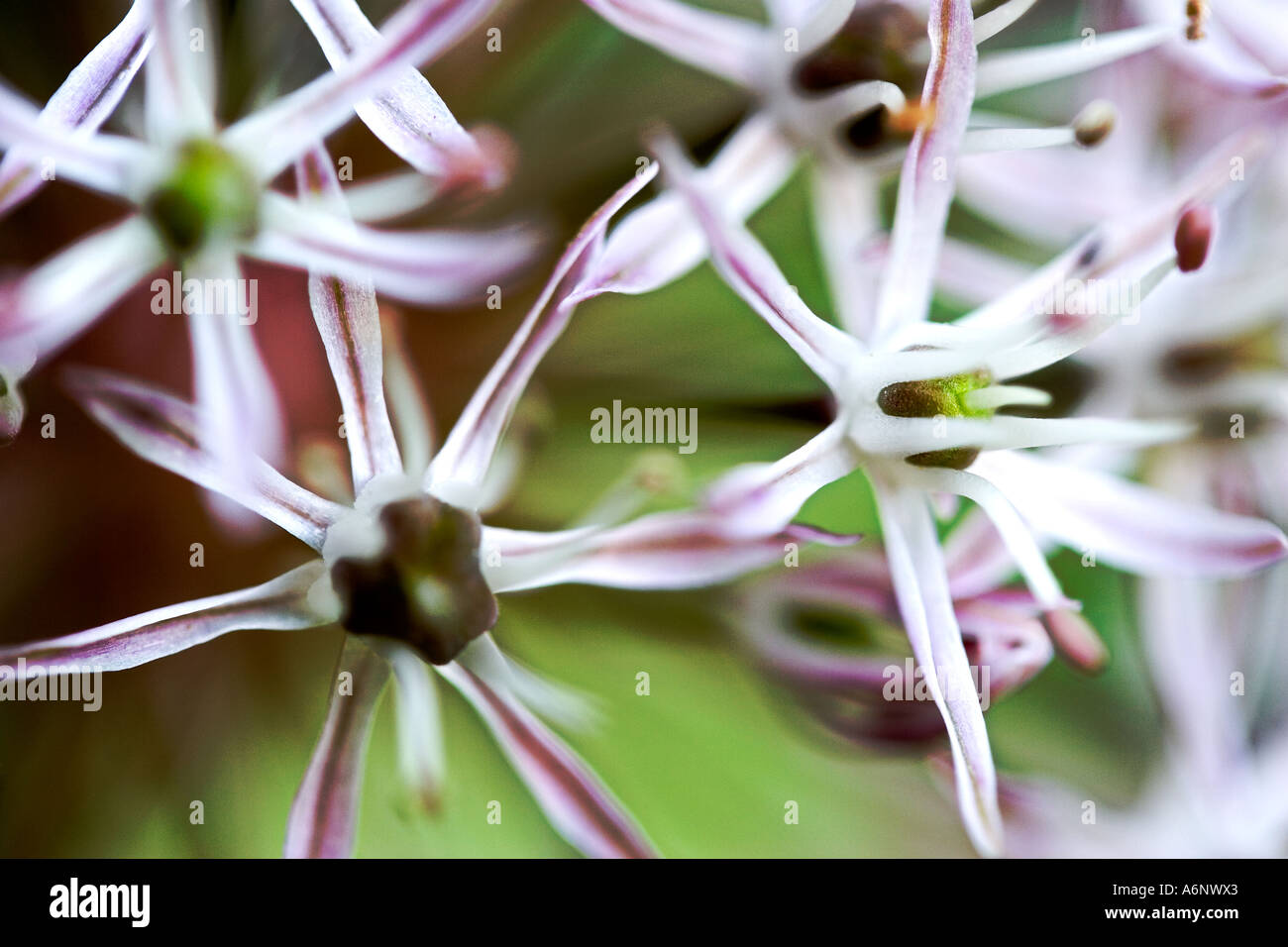 Starry tiny flowers hi-res stock photography and images - Alamy
