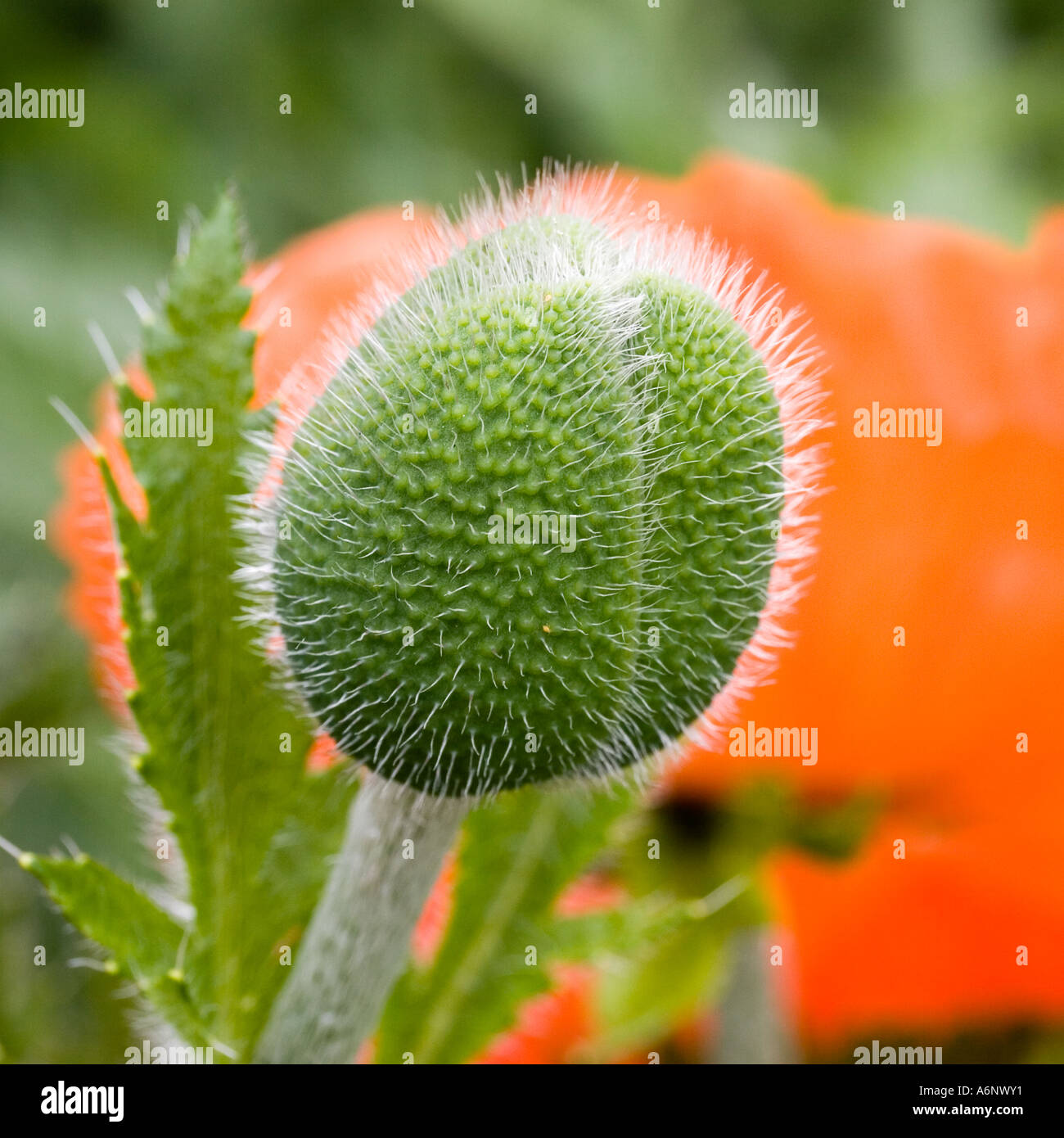 Oriental Poppy Bud Stock Photo - Alamy