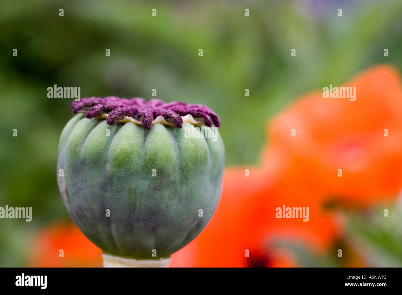 Seed pod shaker hi-res stock photography and images - Alamy