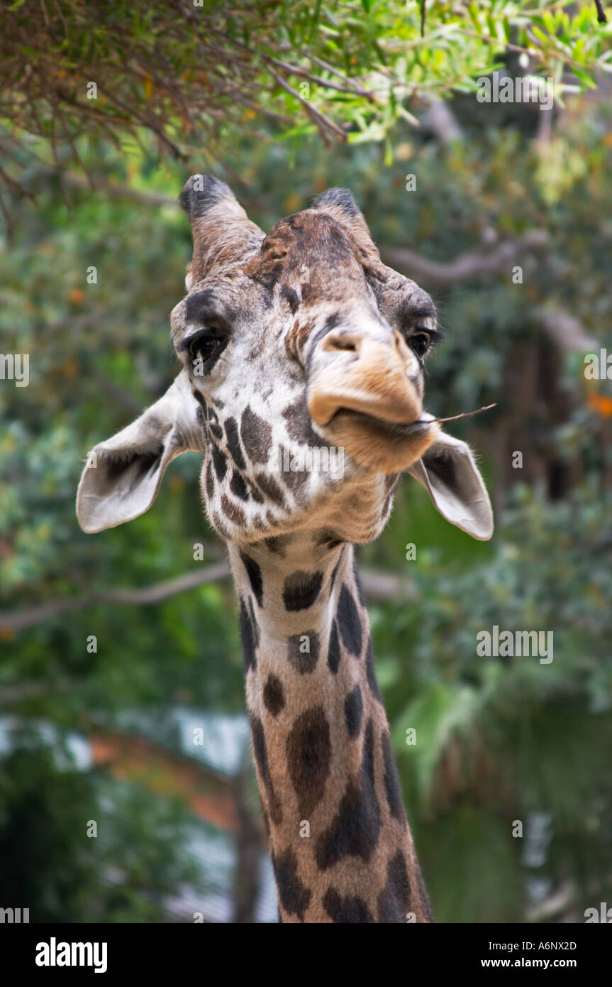 Giraffes head taken at Los Angeles Zoo California United States of ...