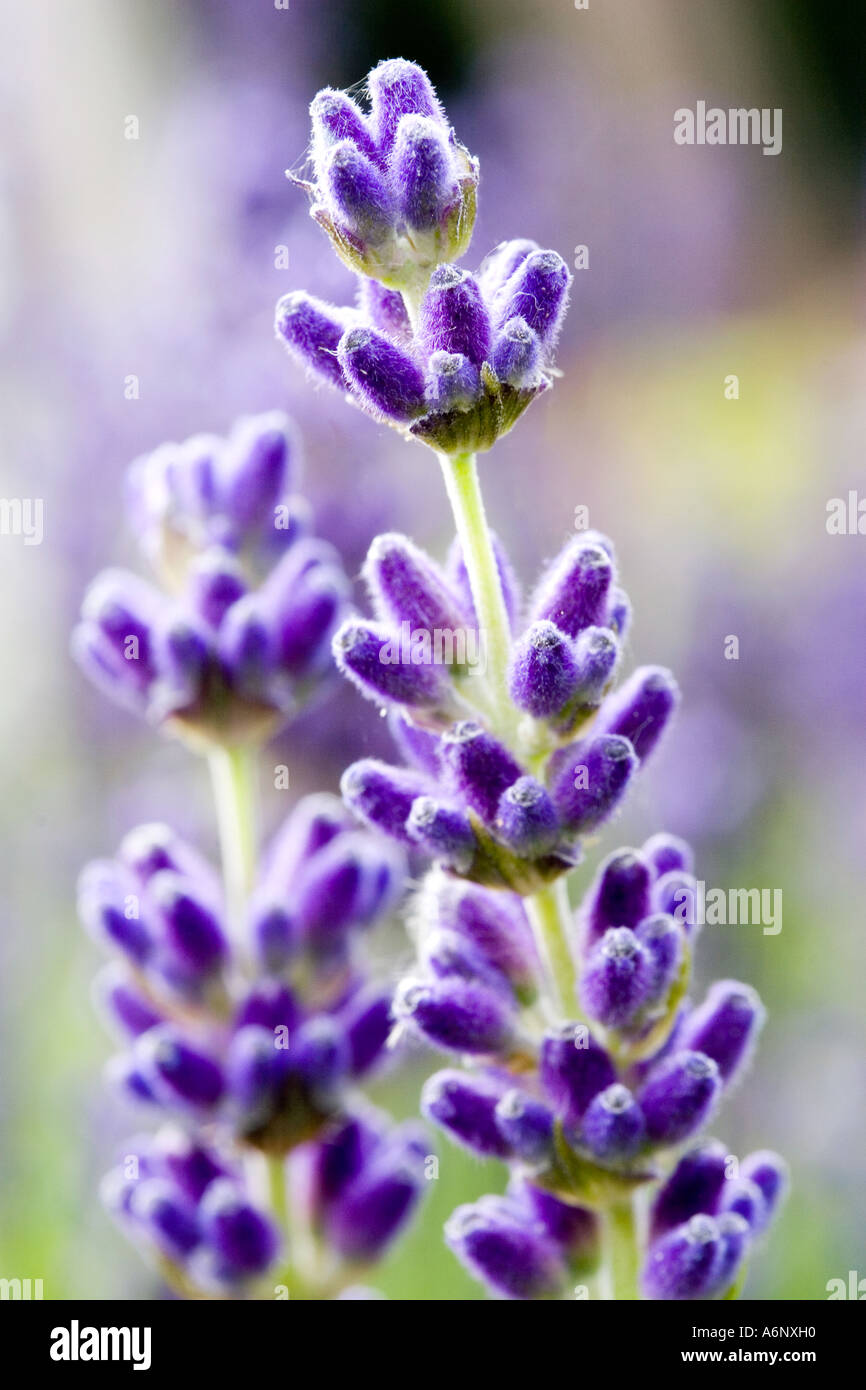 Peter lavender hi-res stock photography and images - Alamy