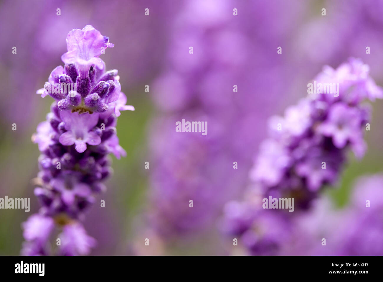 Peter lavender hi-res stock photography and images - Alamy