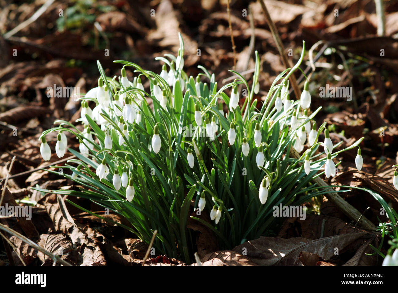 Shady ice on winter hi-res stock photography and images - Alamy