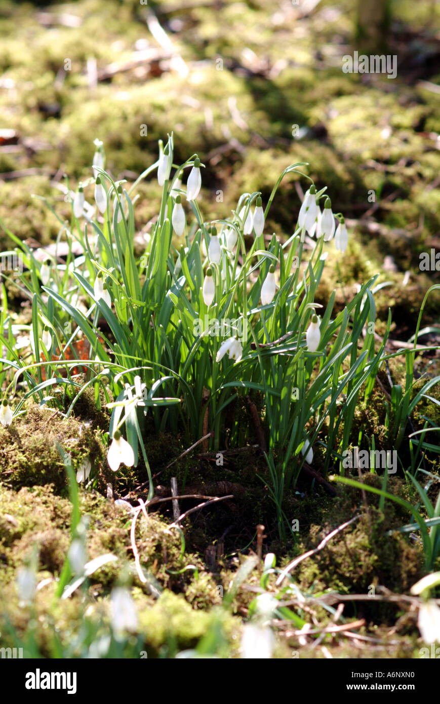 Snowdrops, Galanthus Nivalis Stock Photo - Alamy