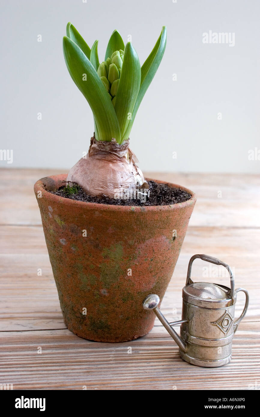 Miniature hyacinth hi-res stock photography and images - Alamy