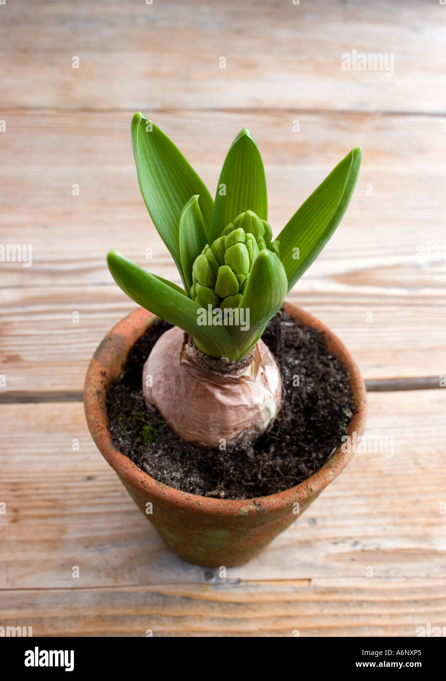 Indoor hyacinth bulb hi-res stock photography and images - Alamy