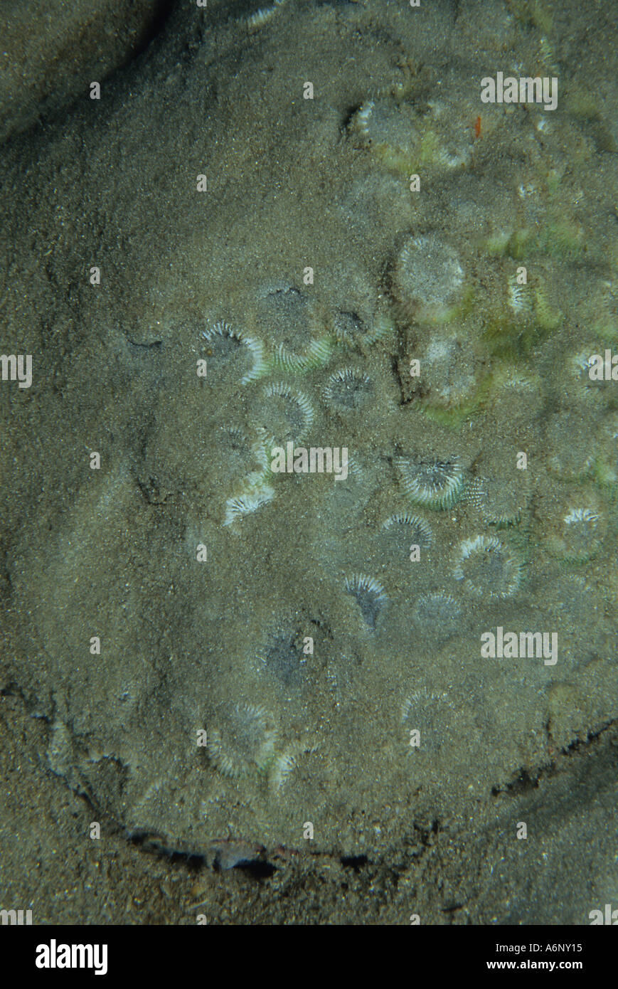 Great Star Coral Montastrea cavernosa buried by silt and sand during ...
