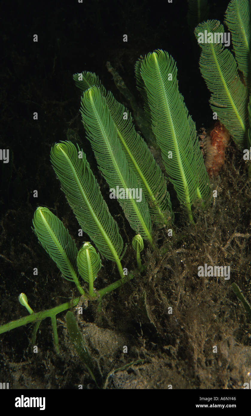 Green Feather Alga Caulerpa sertularioides Stock Photo - Alamy