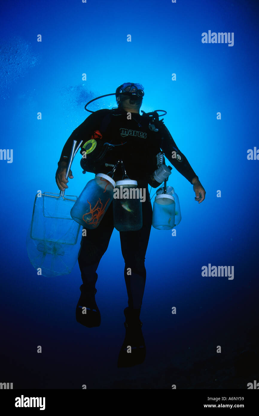 Tropical Fish Collector Stock Photo - Alamy