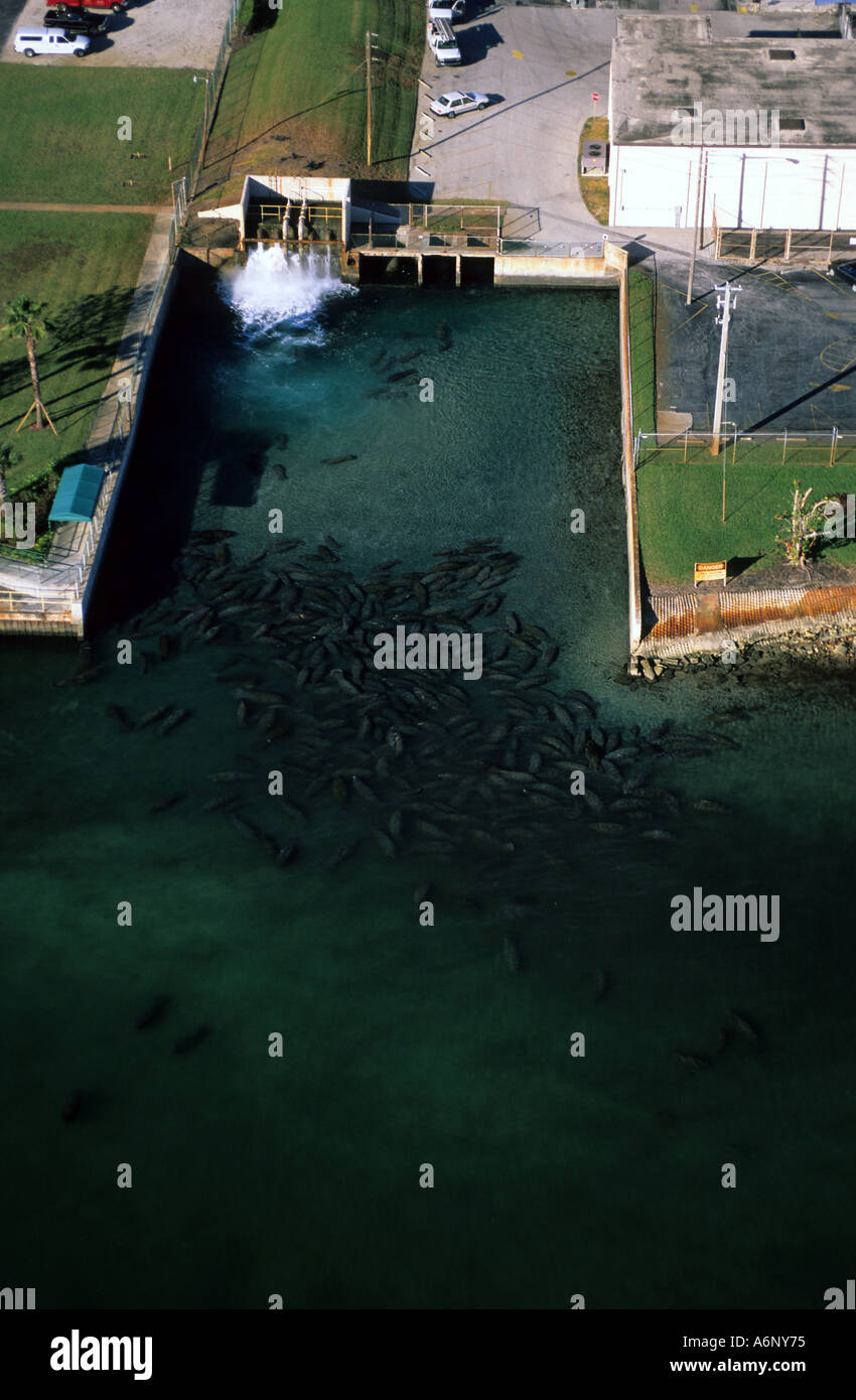 Florida Manatees Trichechus manatus latirostris seeking refuge in the ...