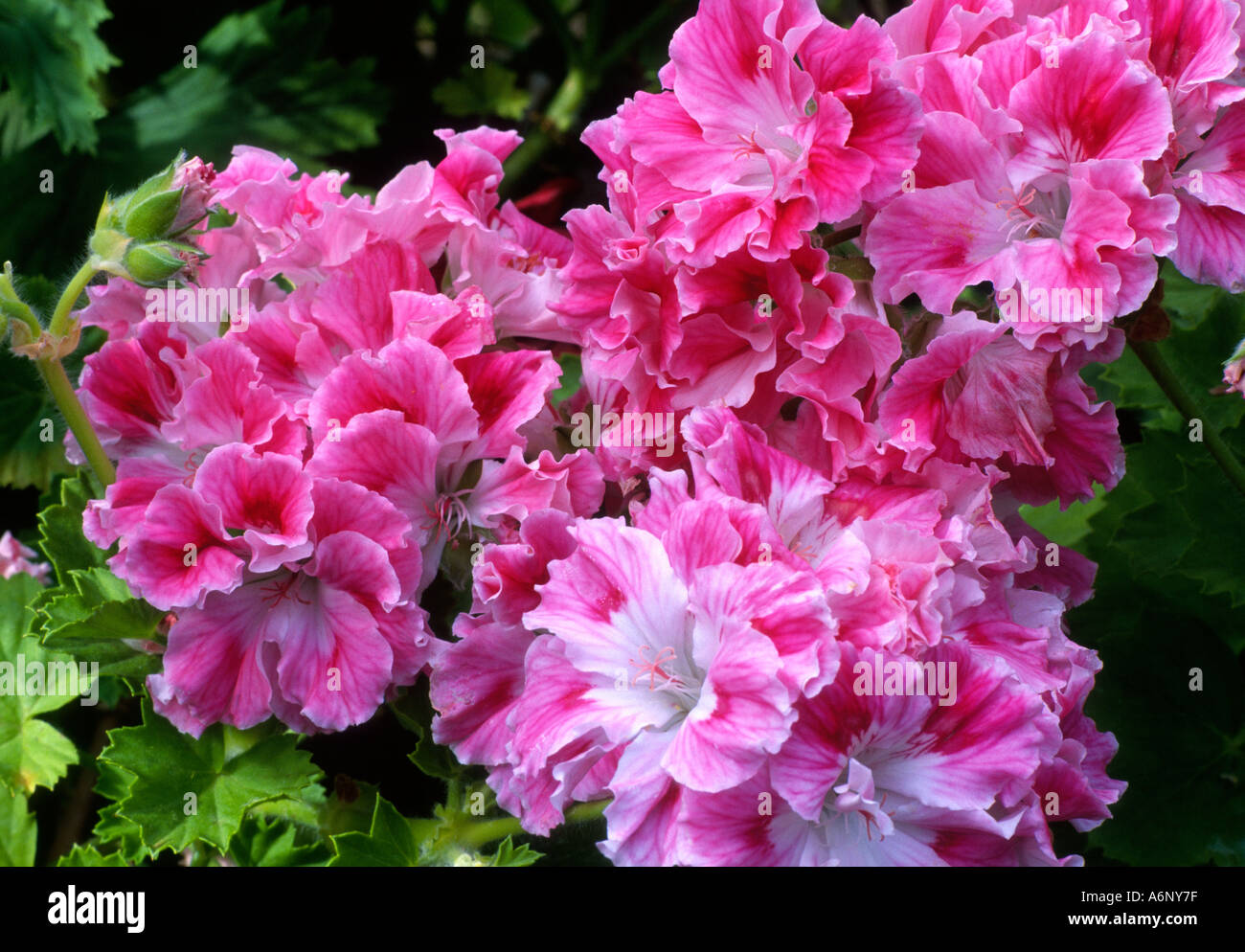Pelargonium Flower Basket Stock Photo - Alamy