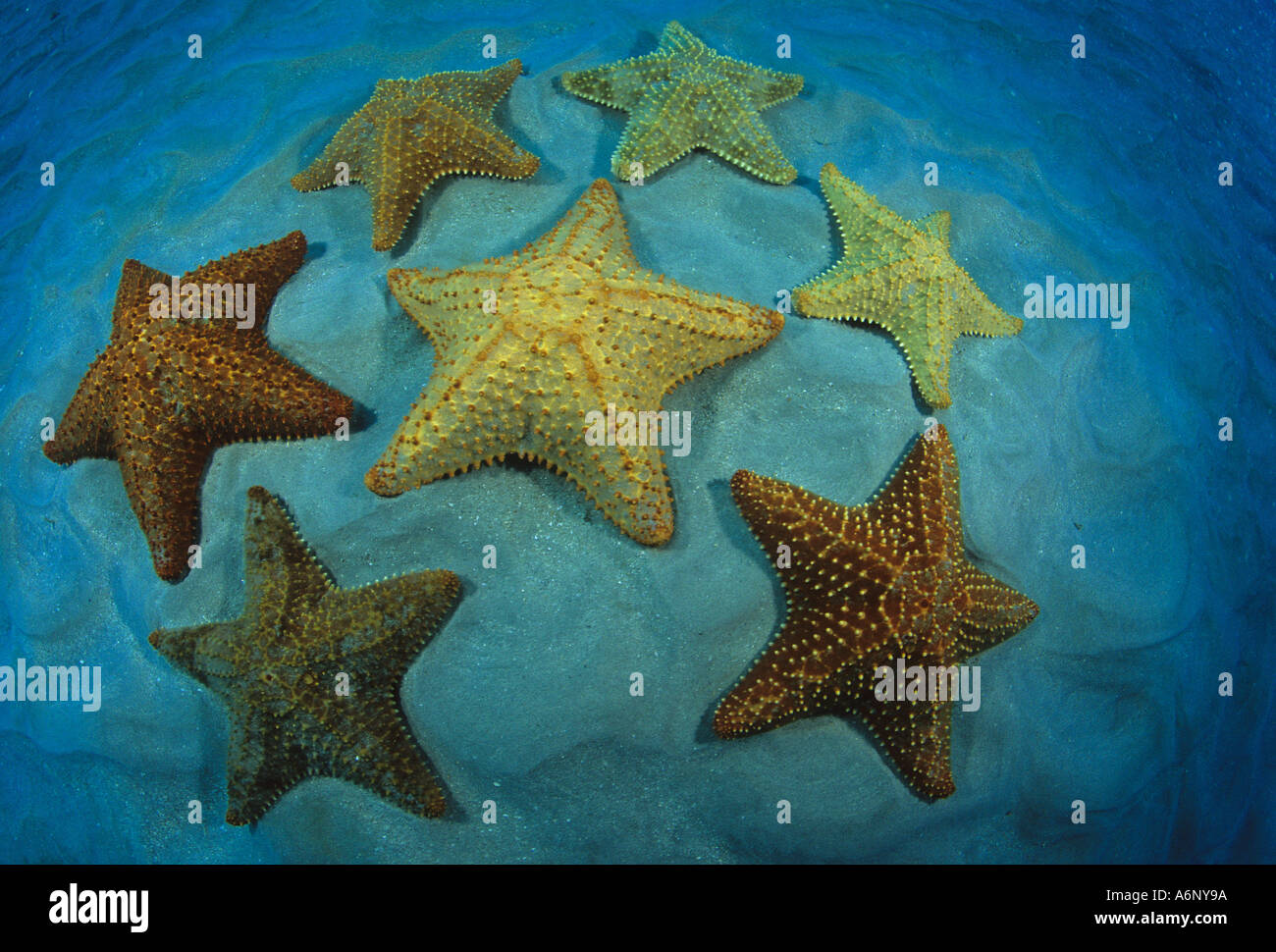 Cushion Sea Stars Oreaster reticulatus Stock Photo - Alamy