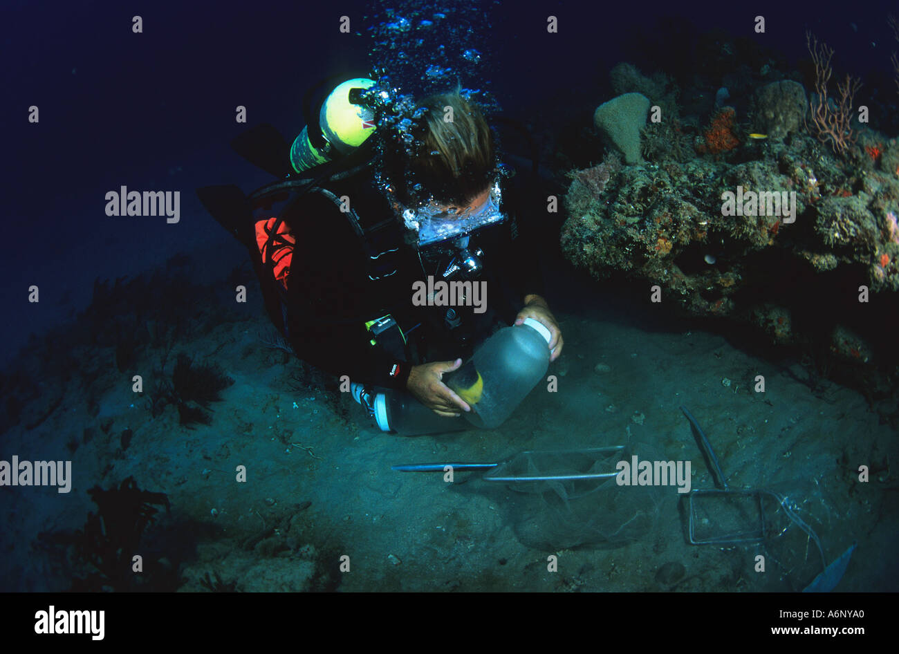 Tropical Fish Collector Stock Photo - Alamy