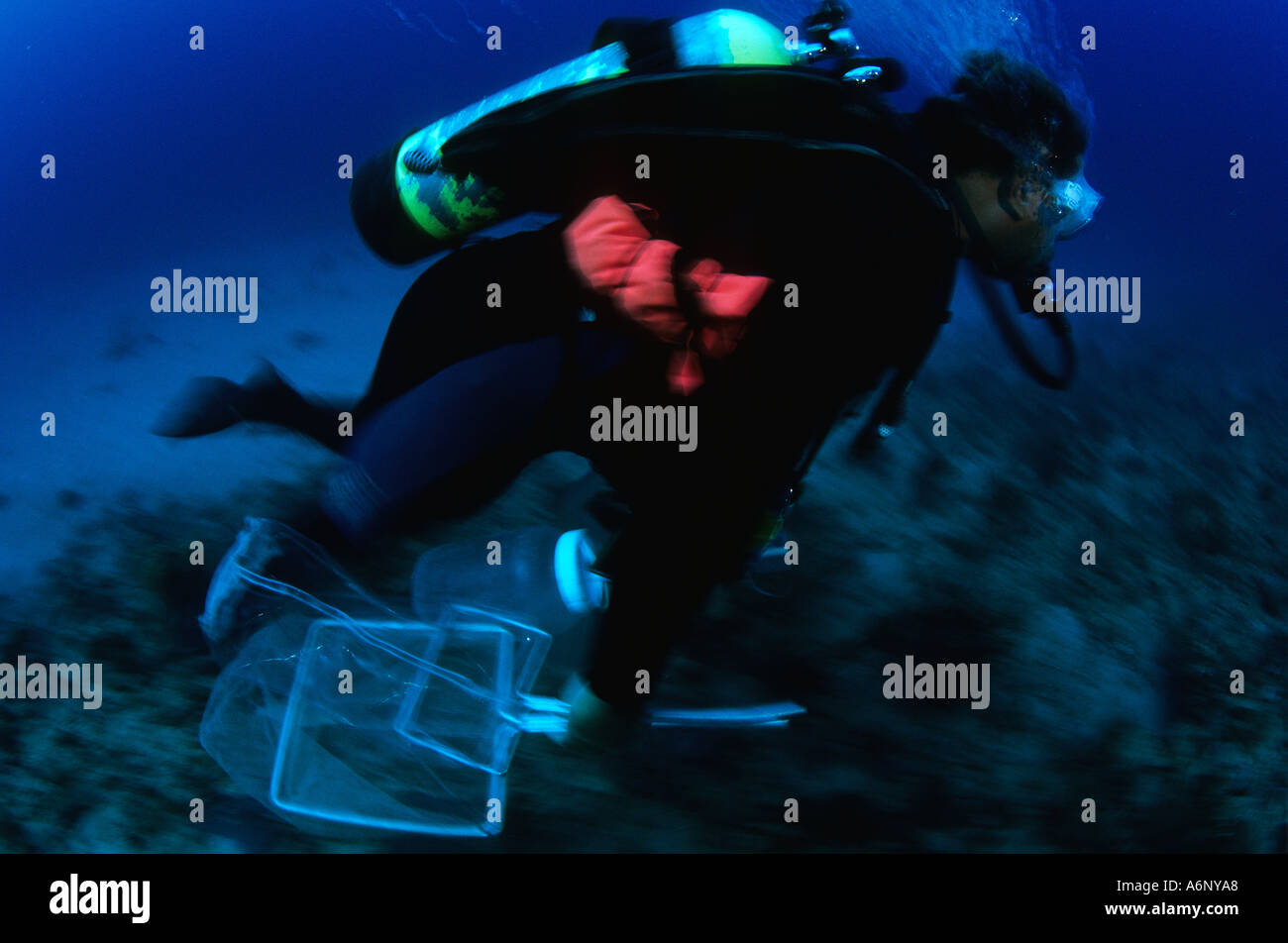 Tropical Fish Collector Stock Photo - Alamy