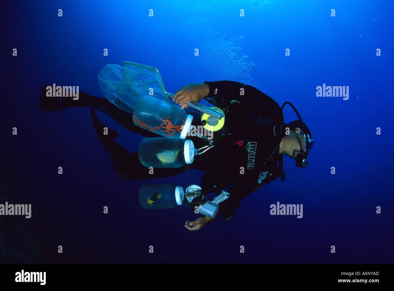 Tropical Fish Collector Stock Photo - Alamy