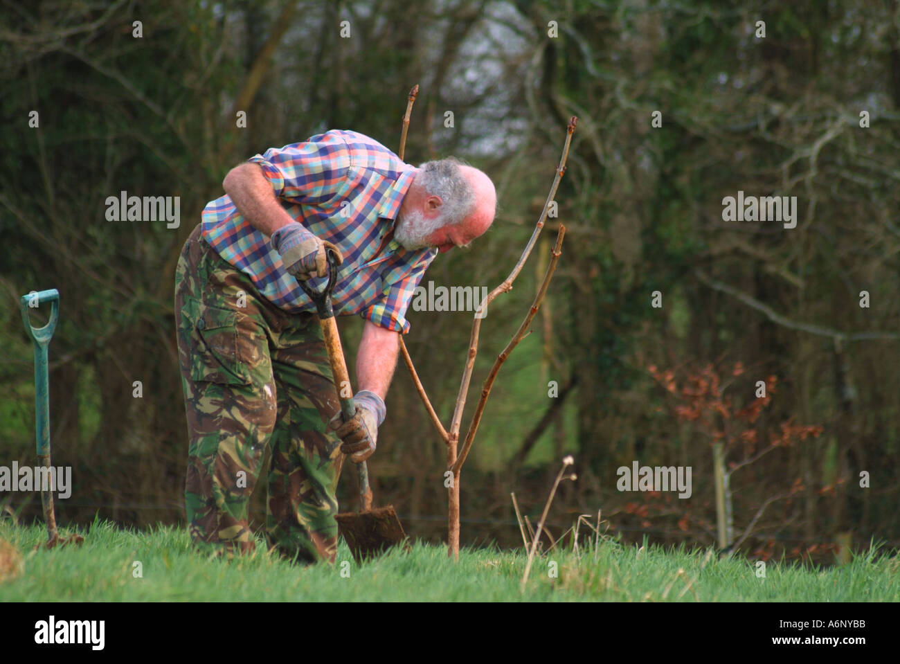 Man planting a tree uk hi-res stock photography and images - Alamy