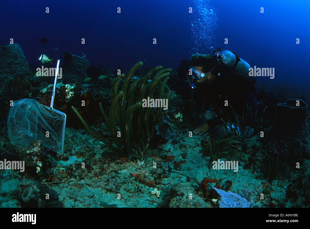 Collector fish hi-res stock photography and images - Alamy