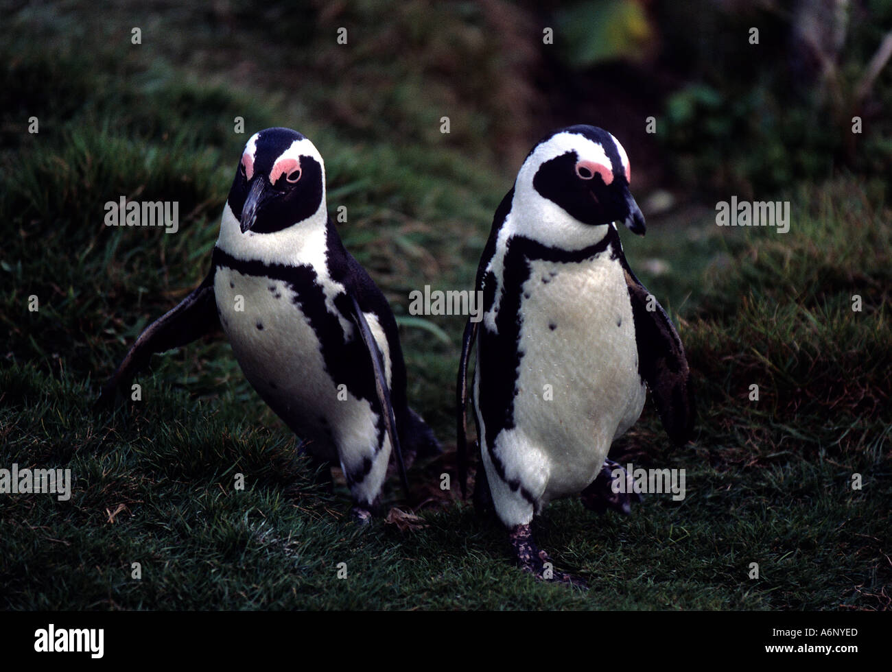 Jackass penguins spheniscus demersus hi-res stock photography and ...