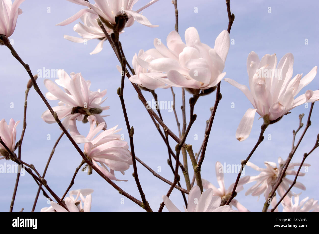 Pale pink magnolia blooms hi-res stock photography and images - Alamy