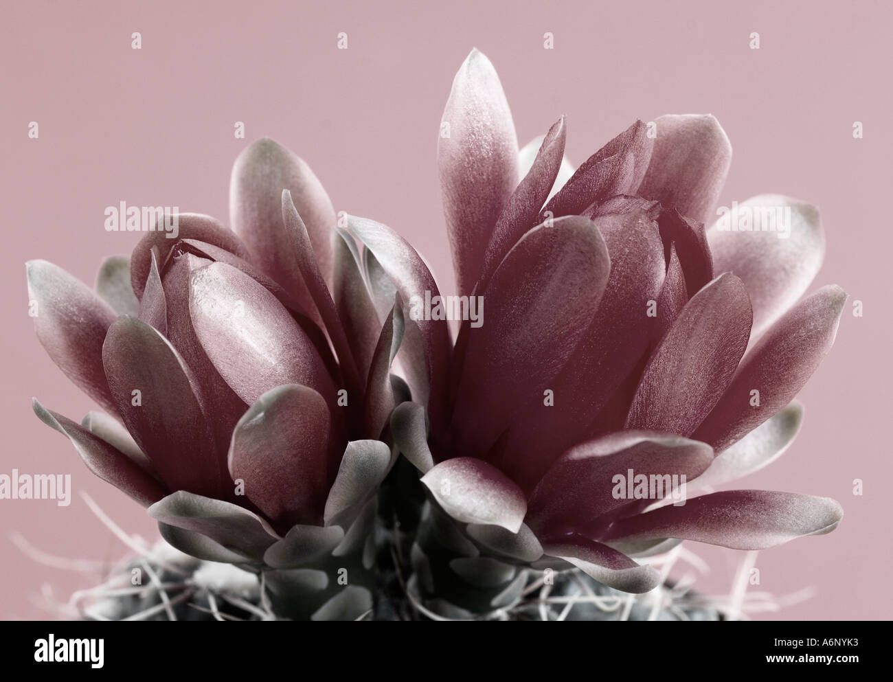 Duotone cactus hi-res stock photography and images - Alamy