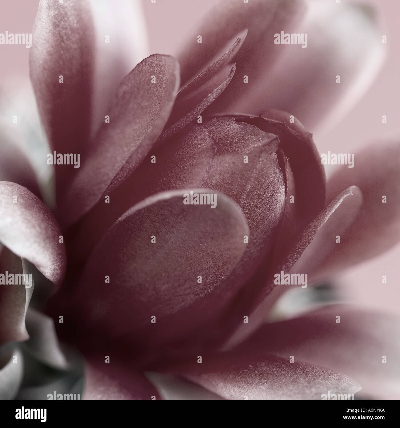 Duotone cactus hi-res stock photography and images - Alamy