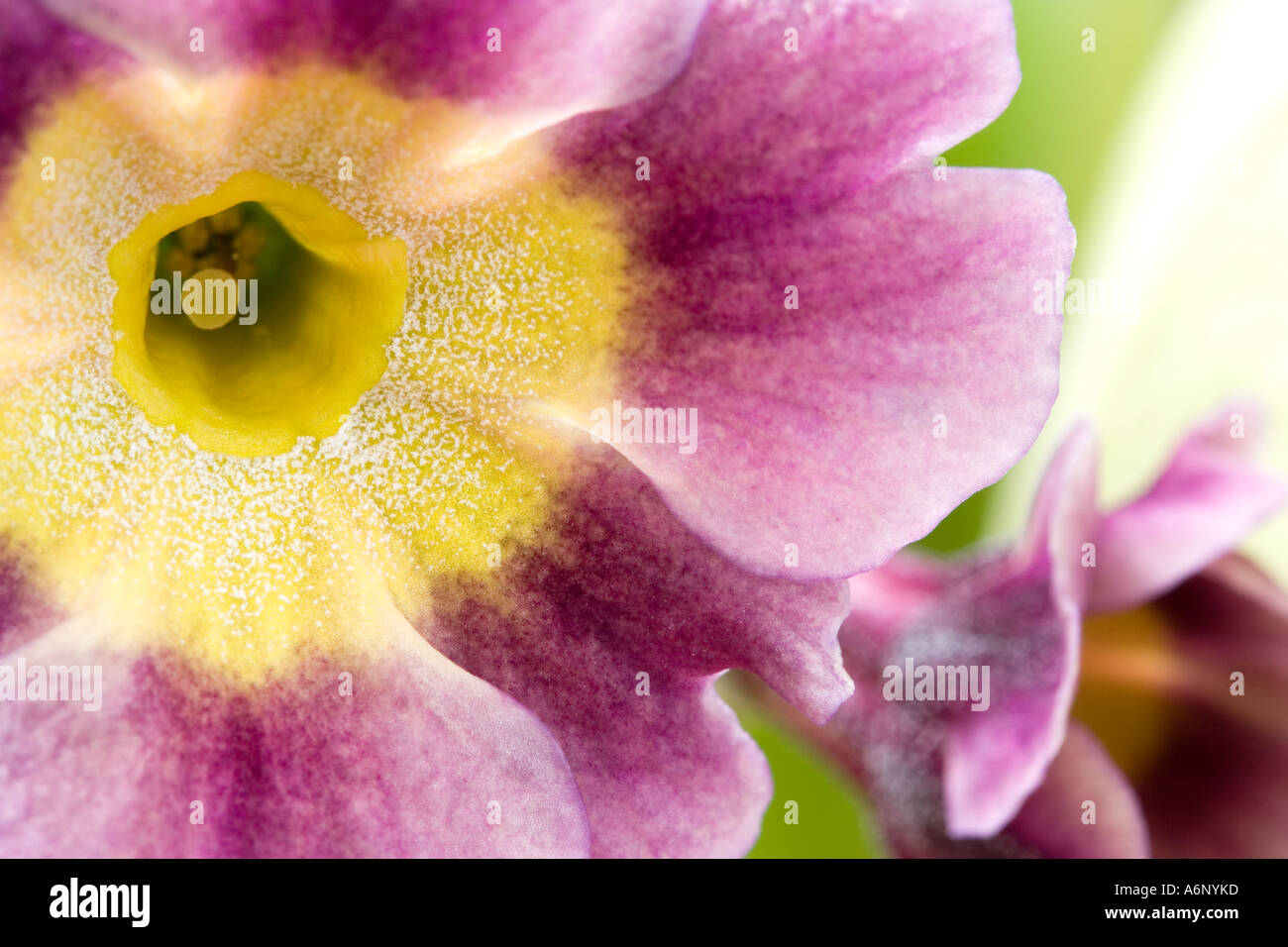 Purple auricula hi-res stock photography and images - Alamy