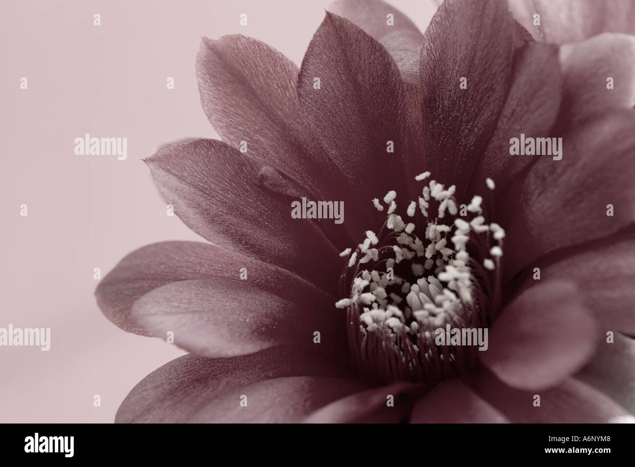 Duotone cactus hi-res stock photography and images - Alamy