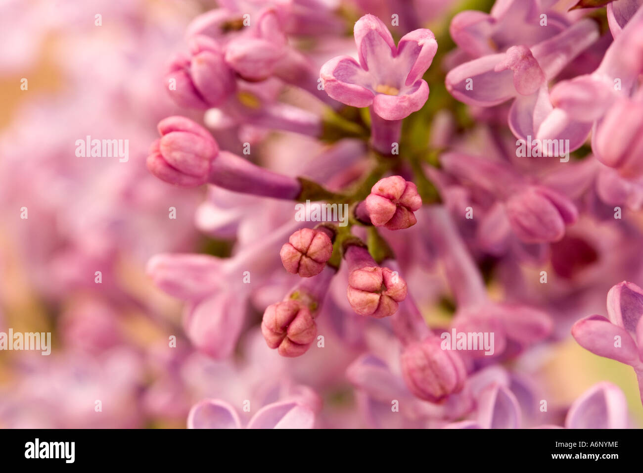 Fragrant lilac pink flowers hi-res stock photography and images - Alamy