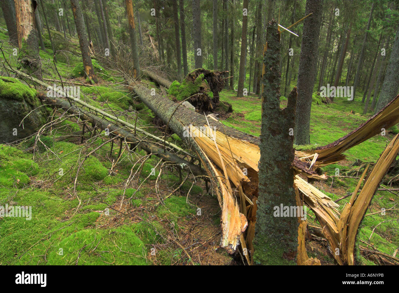 Fallen tree. Klippan forest, Sweden Stock Photo - Alamy
