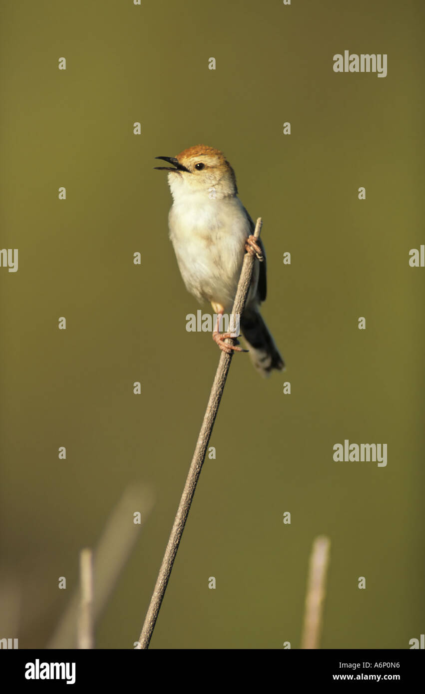 A small Neddicky (Cisticola fulvicapilla) calling out while perched ...
