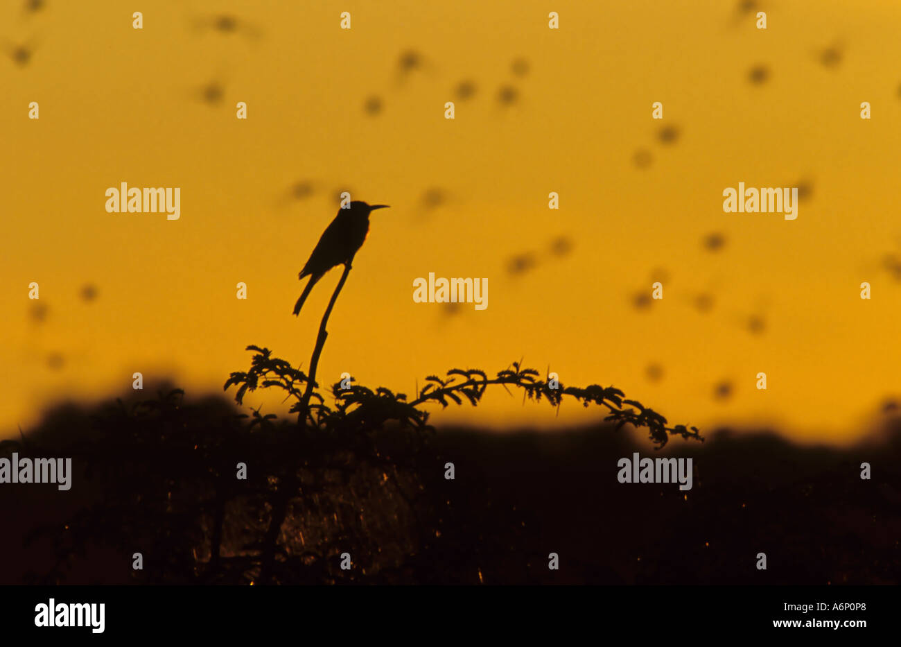 Little Bee-eater (Merops pusillus)at Sunset with Quelea birds in the ...