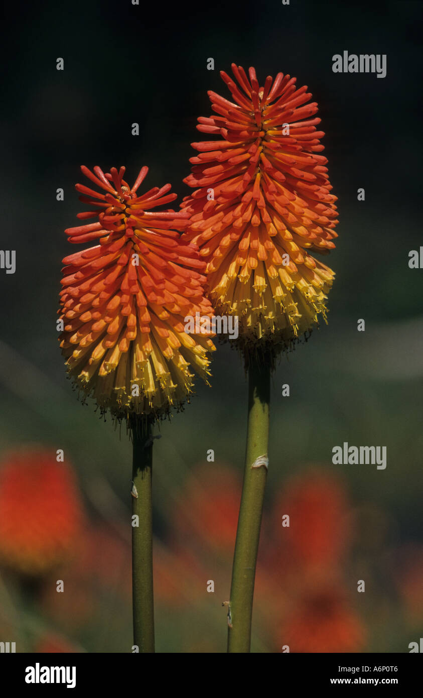A pair of Red Hot Pokers (Kniphoria praecox) in sunlight. Fort Fordyce ...