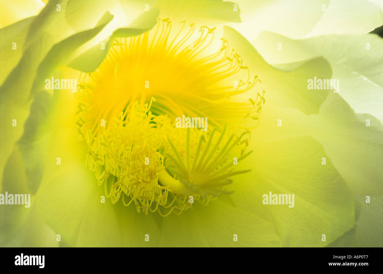 Backlit Cactus flower (Epiphyllum chrysocardium) Bloemfontein, Free ...