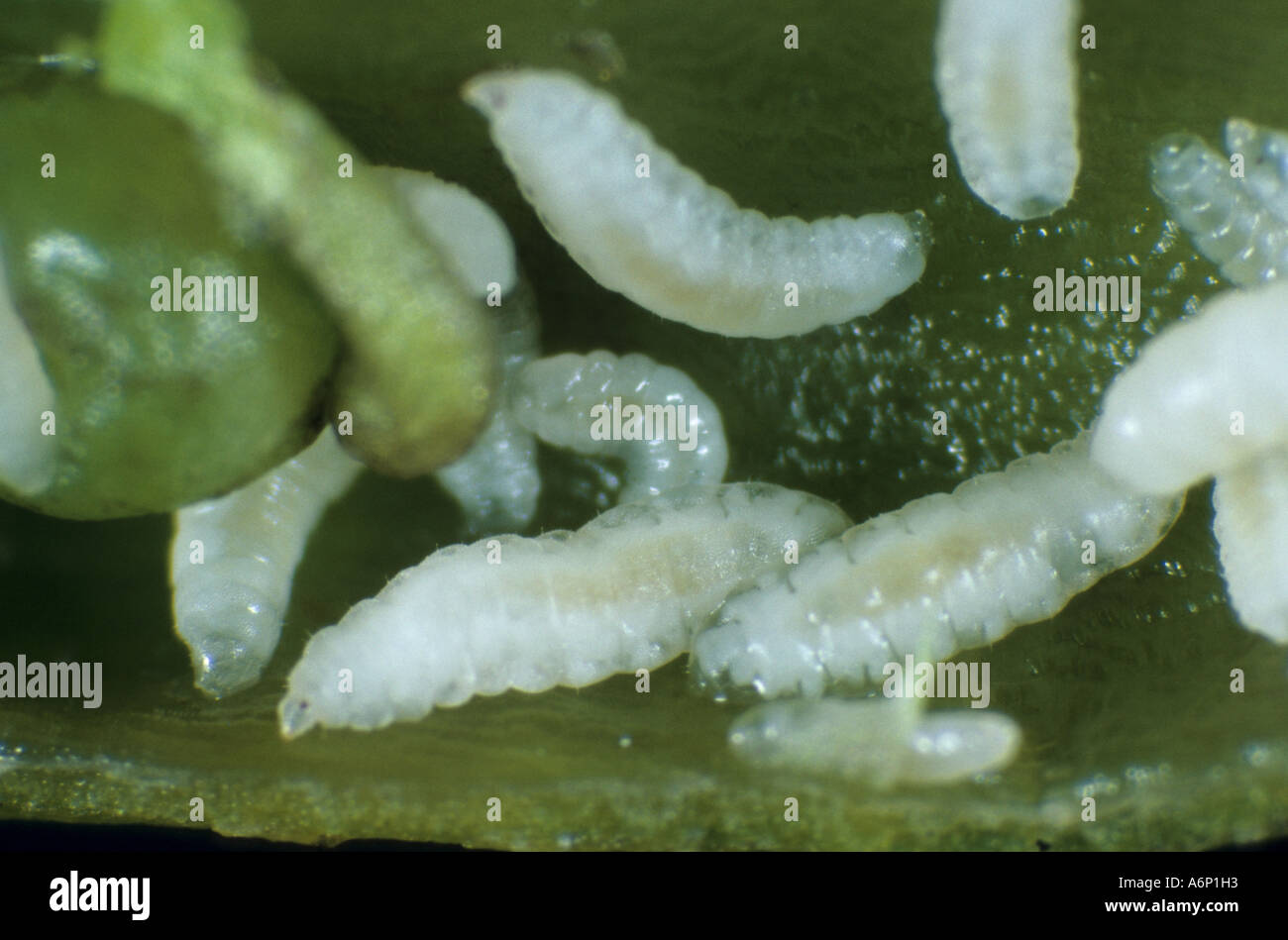 Bladder Pod Midge larvae Dasineura brassicae in Oilseed Rape pod ...