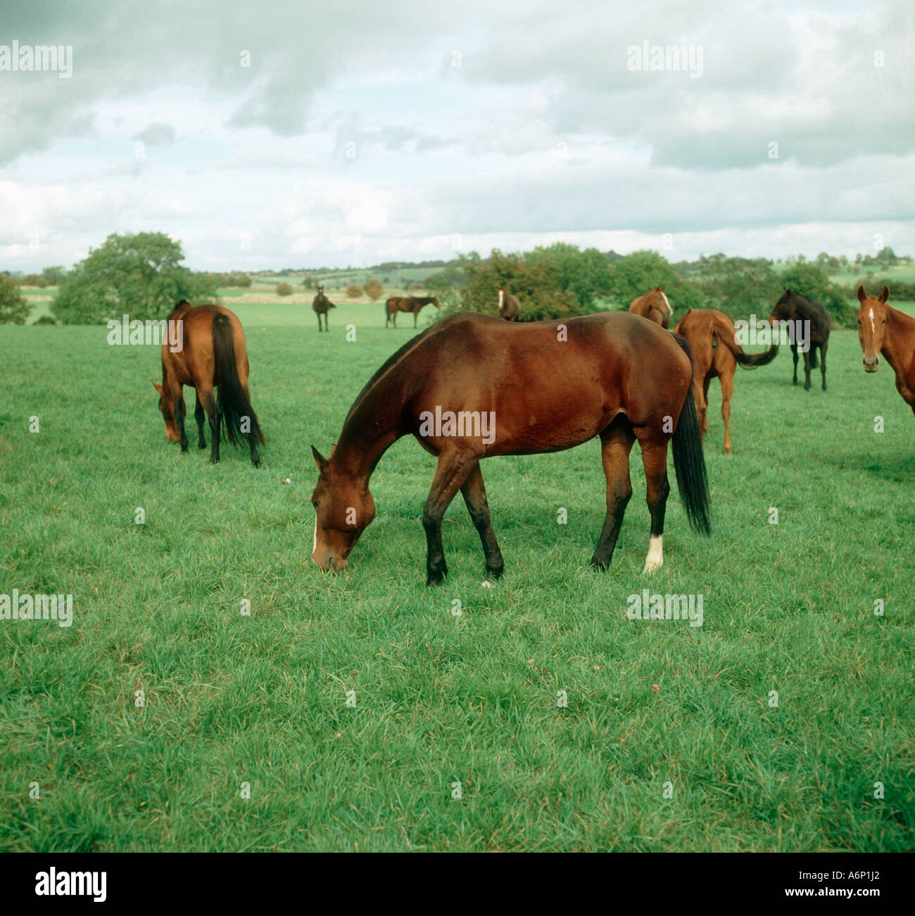 Group horses hi-res stock photography and images - Alamy