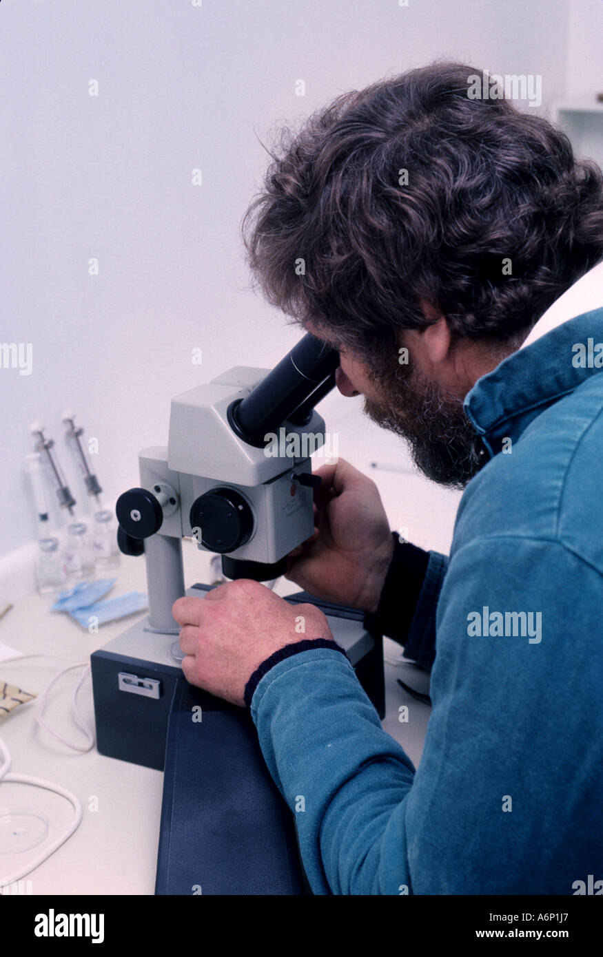 Vet examining sheep embryos Ovis aeries using low power microscope ...