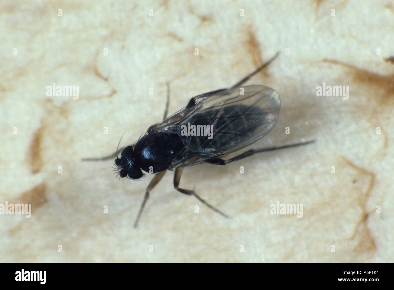 Phorid fly hi-res stock photography and images - Alamy