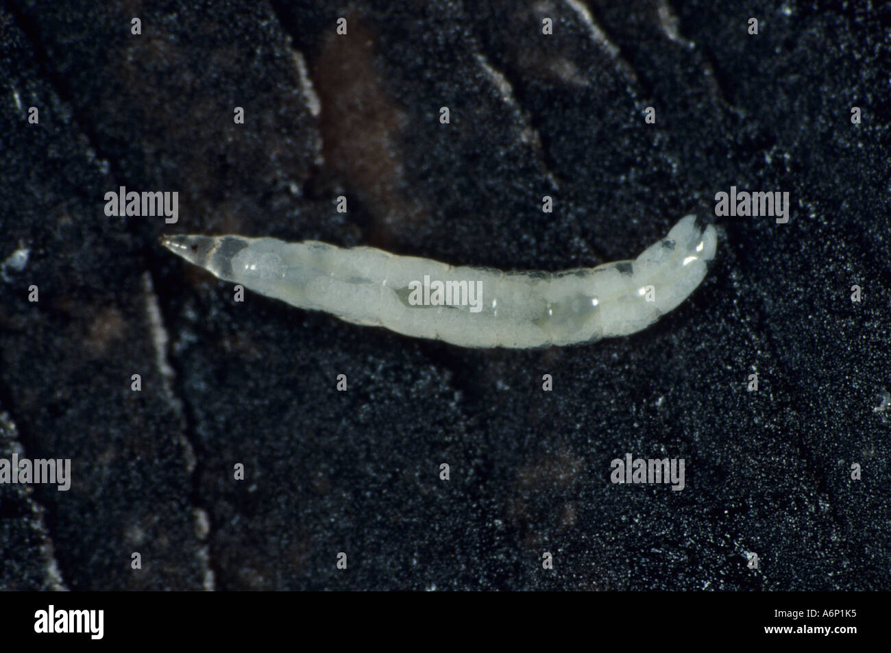 Cecidomyiid Larva Heteropeza pygmaea on a Mushroom Stock Photo - Alamy