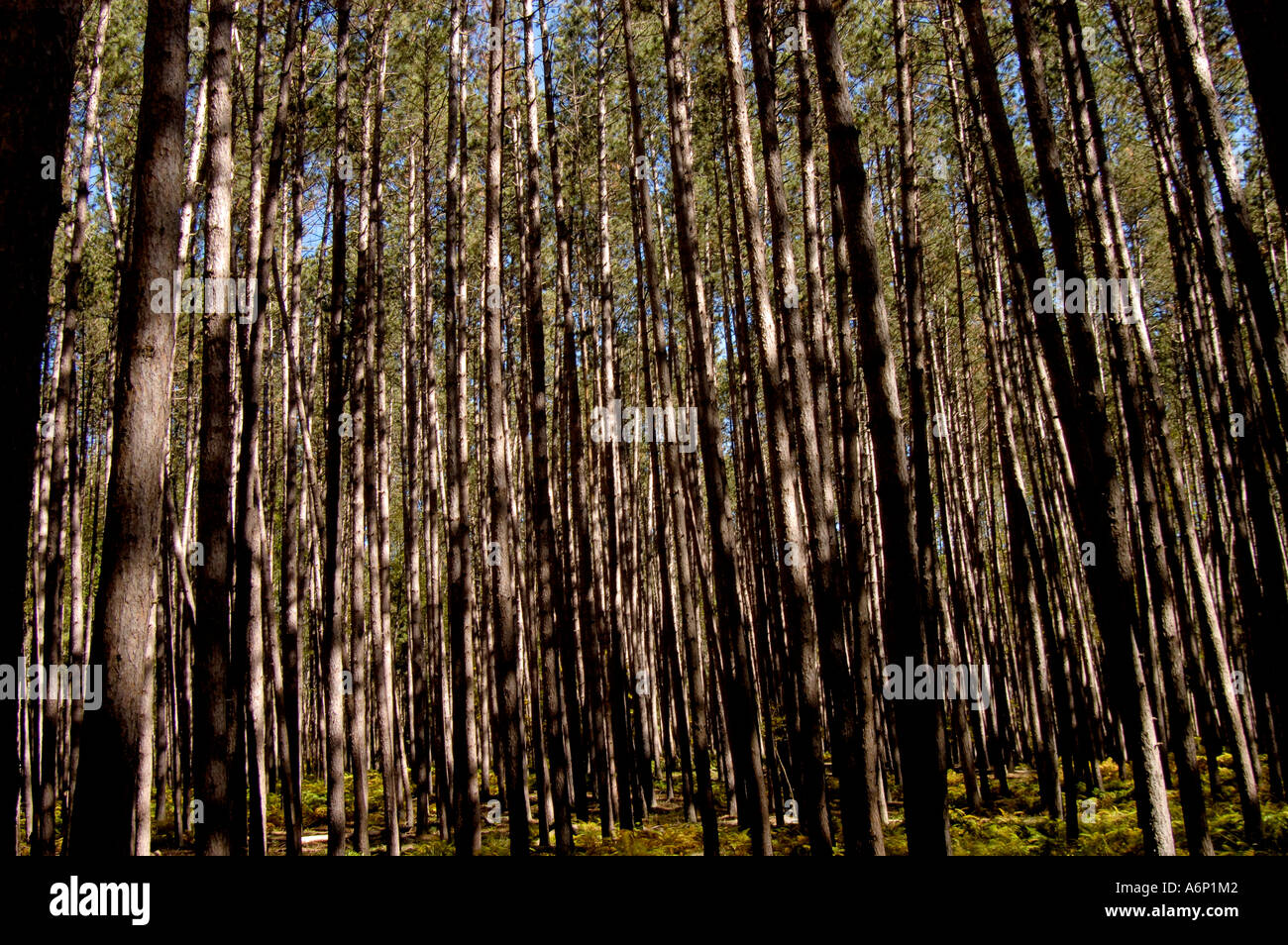 trees in the woods Stock Photo - Alamy