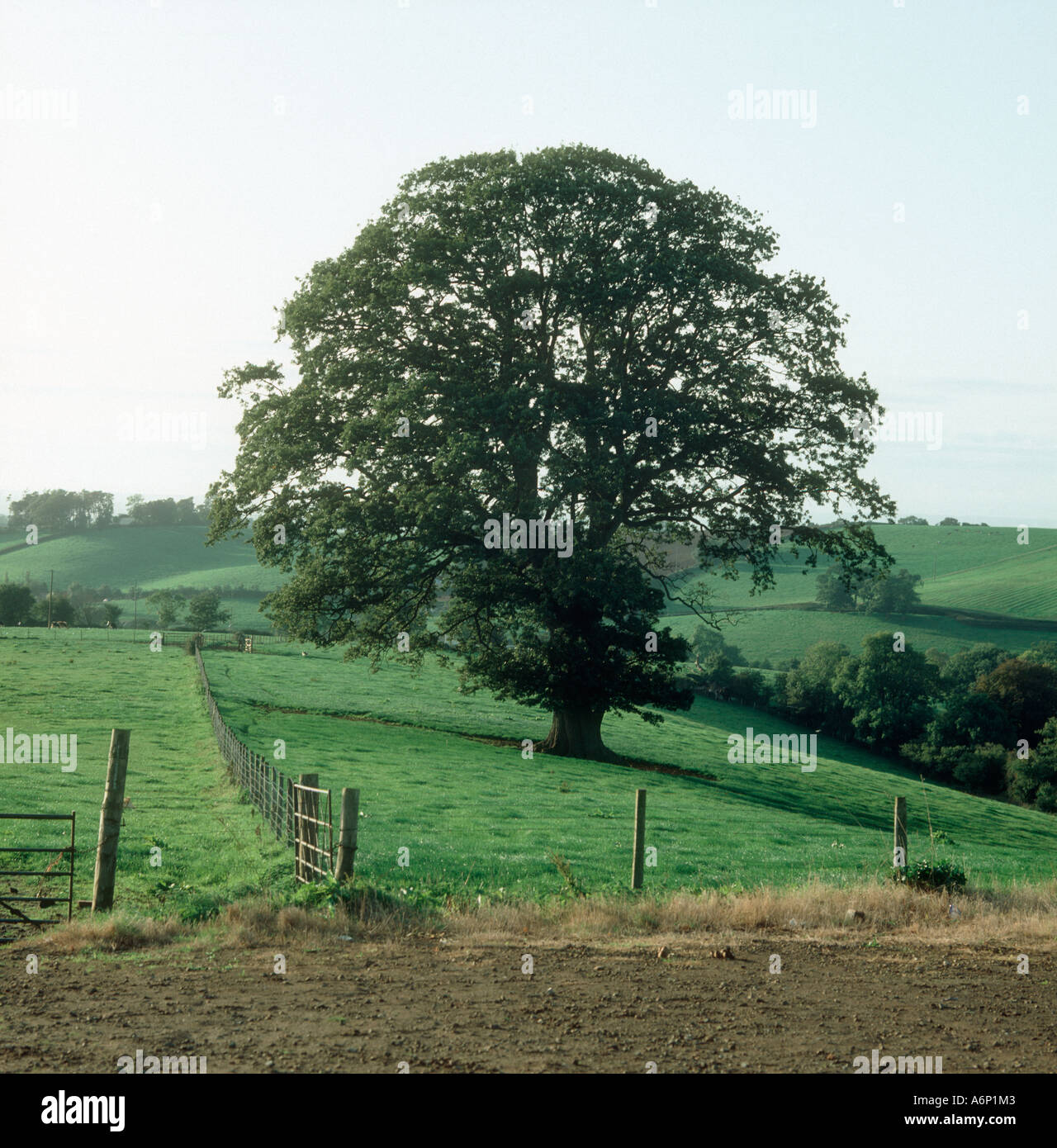 Large well formed old oak tree Quercus robur photographed into sun on a ...