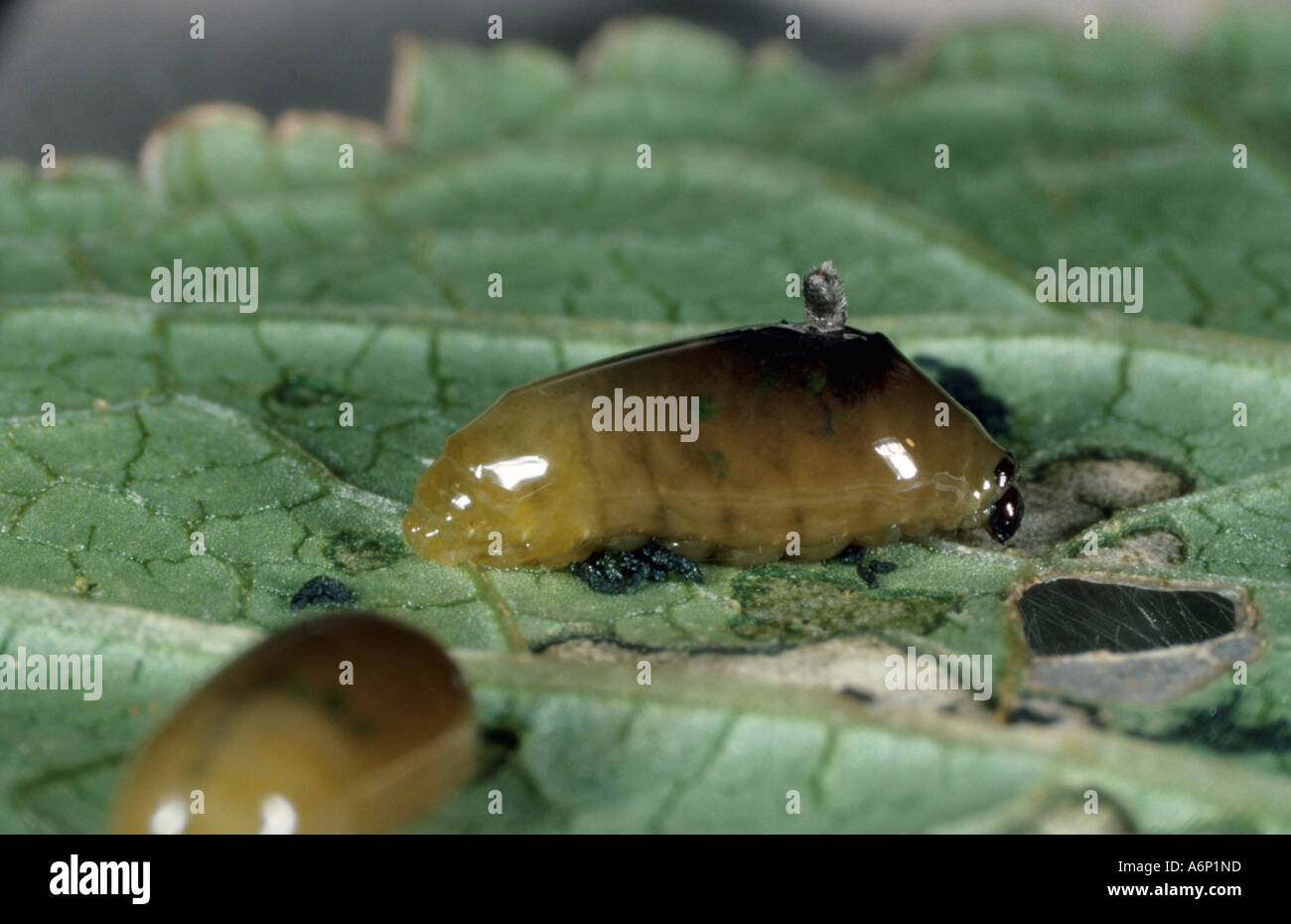 Figwort weevil larva on figwort leaf hi-res stock photography and ...