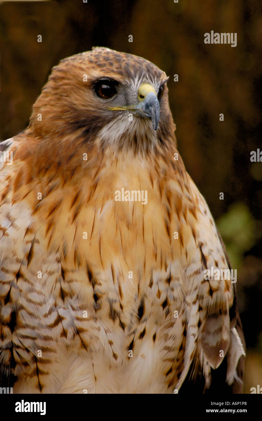 Halcon hawk hi-res stock photography and images - Alamy