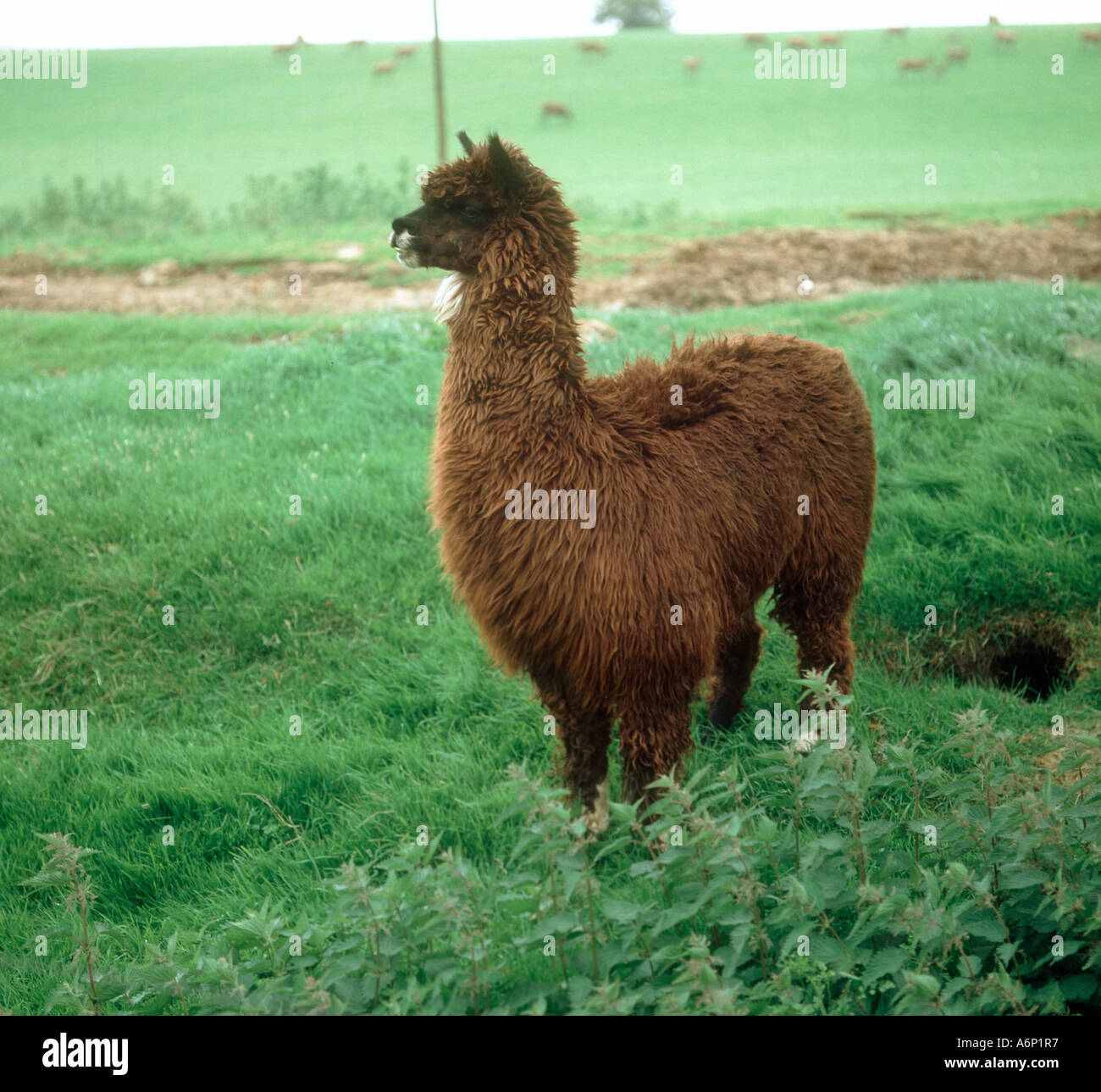 Adult male and female hi-res stock photography and images - Alamy