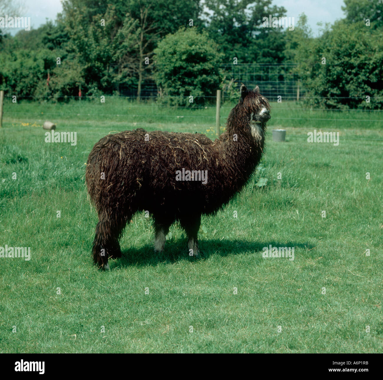 Brown alpaca alpaca hi-res stock photography and images - Alamy