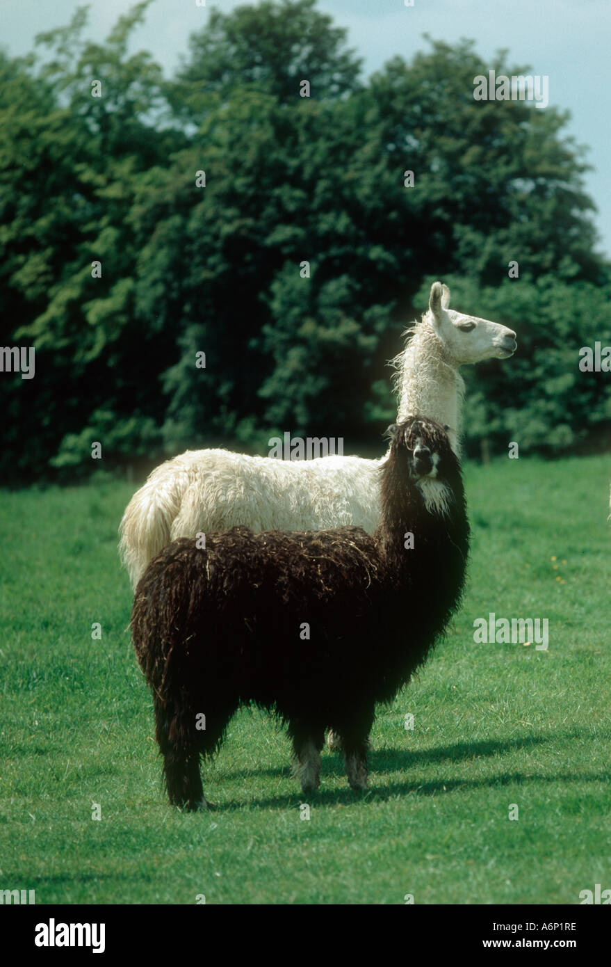 Obese Llama